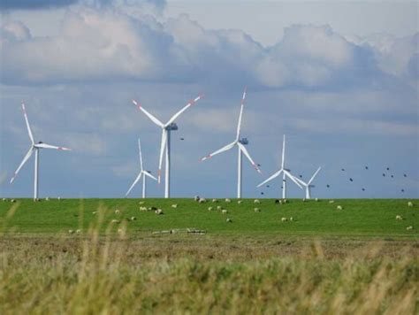Powering Biodiversity Through Electrification Enlit World