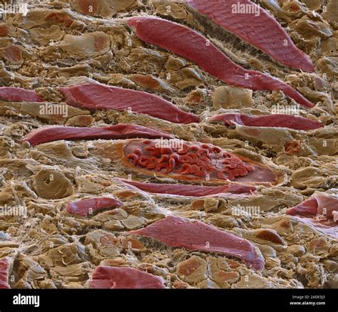Striated Muscle Tissue Coloured Scanning Electron Micrograph Sem Of