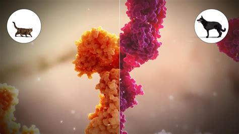 How It Works Anti Ngf Mabs Zoetis