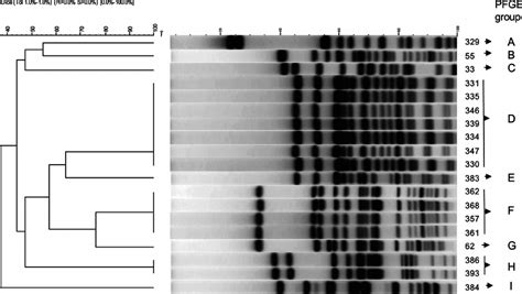 xbai pfge dendrogram generated by bionumerics software showing