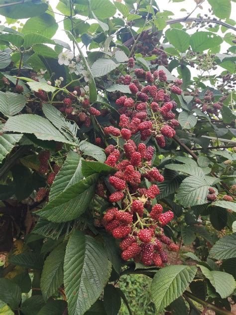 Mora Uva Colombiana De Alta Calidad Croper