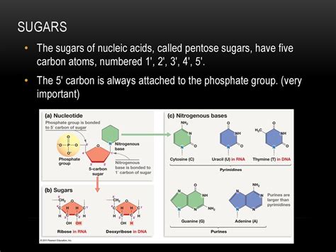 Dna And Protein Synthesis Ppt Download
