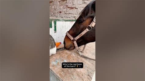 Who Is The Real Boss Of The Barn Funny Funnyanimal Cat Catlover