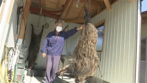 『まさに「山の主」200キロ超 巨大イノシシの肉に全国から注文殺到…食べてみた』by「bss山陰放送」 ヤフコメ・ドットコム