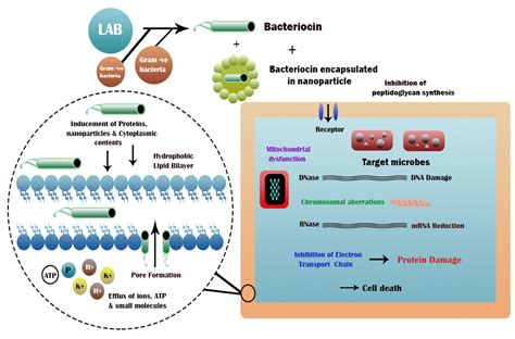 Recent Trends And Applications Of Nanoencapsulated Bacteriocins Against Microbes In Food Quality