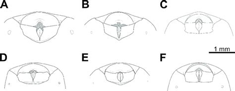 Female External Genitalia Of Six Morphospecies In Ventral View A Type Download Scientific