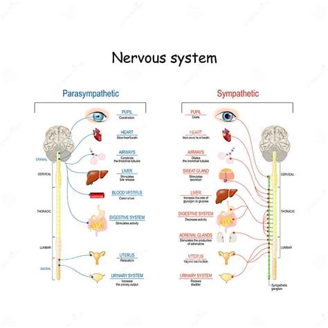 Sistema Nervoso Simpatico E Parasimpatico Differenza Illustrazione