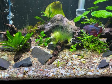 Algae Help Plants Algae And Fertilizers C A R E