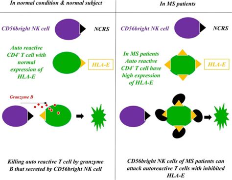 Regulatory Nk Cells In Autoimmune Disease Pmc