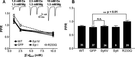 Synaptotagmin Iv Does Not Alter Excitatory Fast Synaptic Transmission