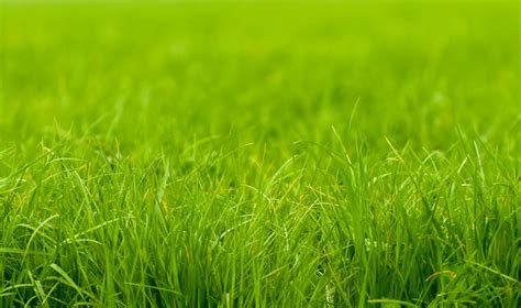 Soft Focus Green Grass Edge Background Patternpictures