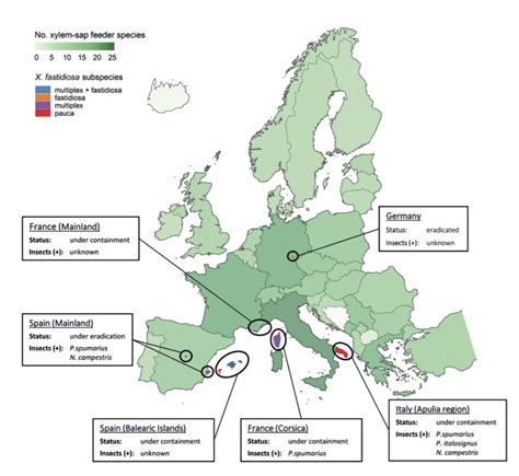 An Overview On The Worldwide Vectors Of Xylella Fastidiosa • Xf Actors