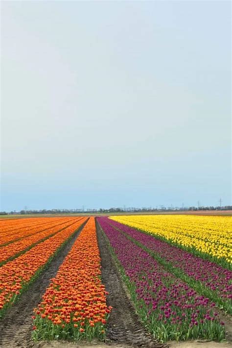 The Real Tulip Fields Tour Hidden Holland