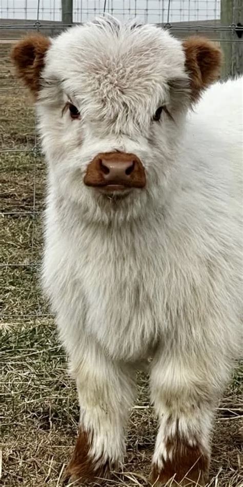 Mini Moo And Petting Zoo Ocoee Riverside Farm