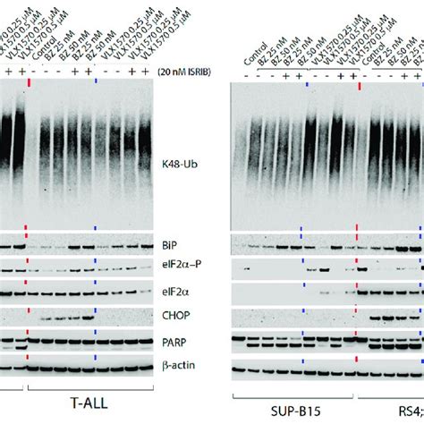 Effect Of Integrated Stress Response Inhibitor Isrib On Endoplasmic