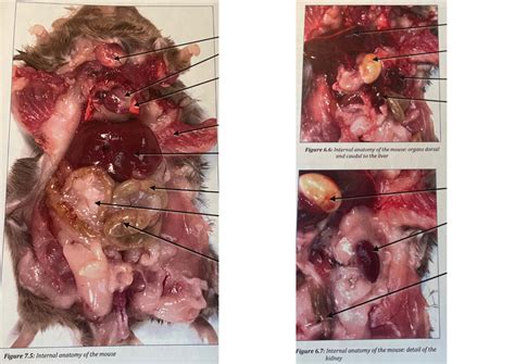 Diagram Of Biol201l Mouse Dissection Quizlet