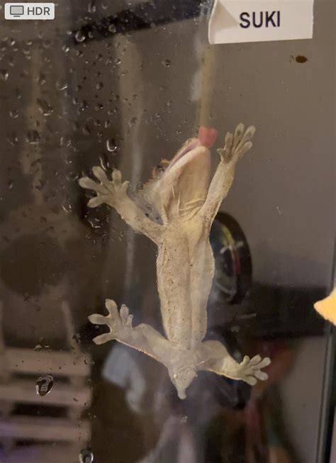 Hey Would Anyone Be Able To Help Sex My Gecko This Is A Old Picture