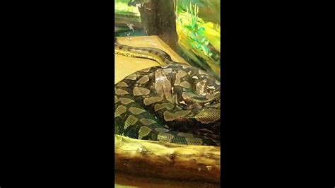 Green Anaconda Vs Reticulated Python YouTube