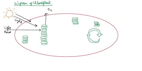 Solved Drag The Labels Onto The Diagram To Identify The Inputs And