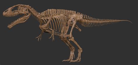 Vitamin Imagination Carcharodontosaurus Skeleton
