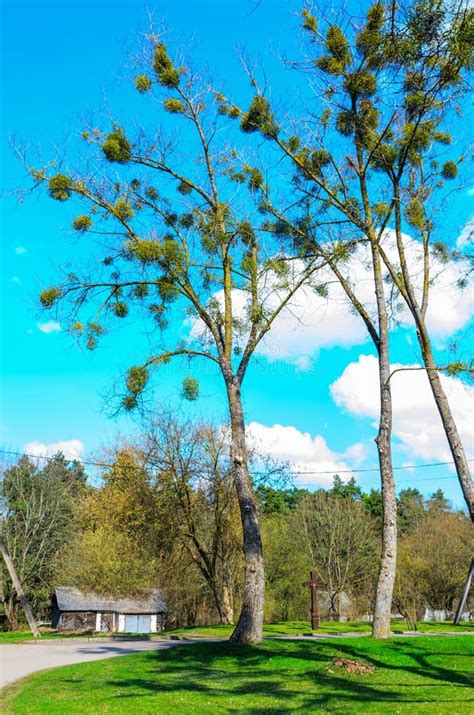 The European Mistletoe Growing On A Trees Stock Image Image Of