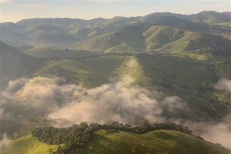 Mais De 80 Das Espécies De árvores Da Mata Atlântica Estão Ameaçadas