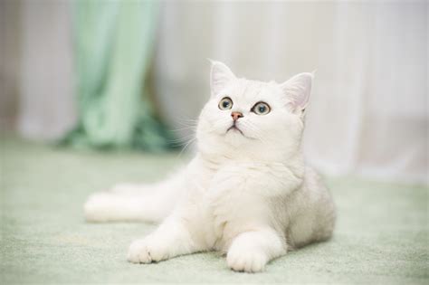 아름 다운 젊은 고양이 품종 스코틀랜드 친 칠 라 스트레이트 가정 생활에 대한 스톡 사진 및 기타 이미지 가정 생활 가축