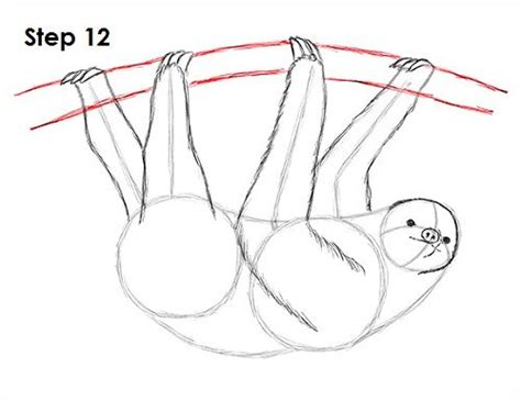 Sloth Drawing Tutorial Step By Step