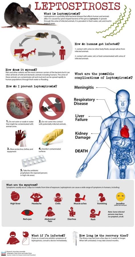 Leptospirosis Ministry Of Health And Medical Services