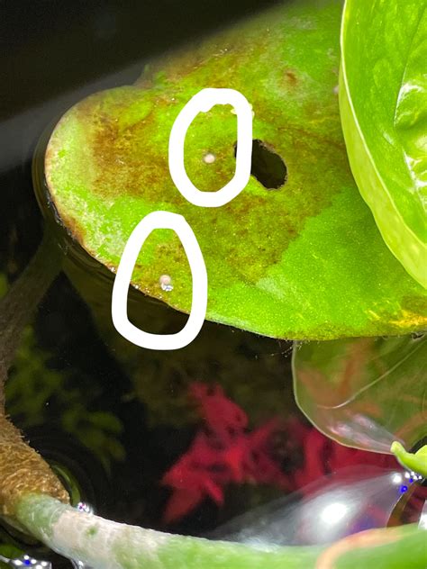 What Are These Balls R Aquariums