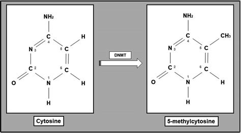 Dna Methylation At Cytosine Residue This Figure Illustrates Dna