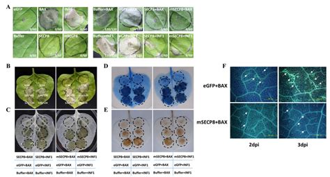 Cell Death H2o2 Accumulation And Callose Deposition Suppressed By