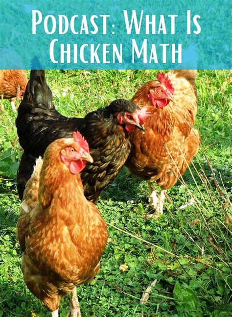 What Is Chicken Math Steel Raven Farms