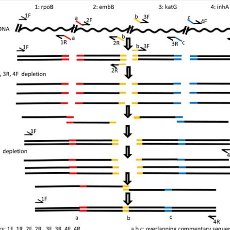 Schematic Diagram Of The Principle Of Soe Pcr Soe Pcr Gene Splicing