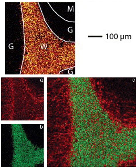 Figure 1 From Lipid Imaging With Time Of Flight Secondary Ion Mass