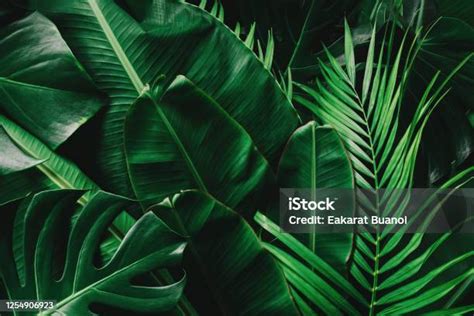 熱帯の葉抽象的な緑の葉のテクスチャ自然の背景 植物のストックフォトや画像を多数ご用意 植物 まぶしい やしの葉 Istock
