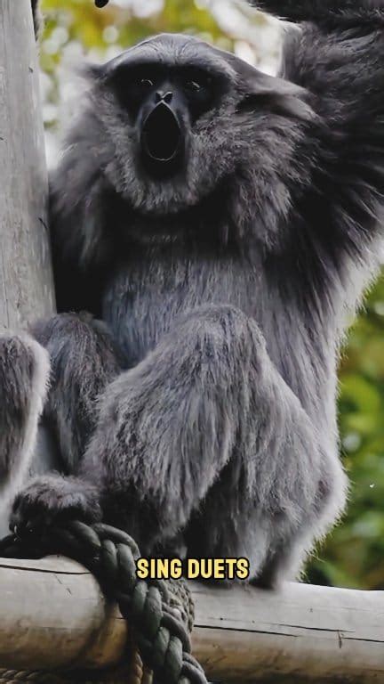 Gibbons Swing Faster Than Sprinters Apes Wildlife