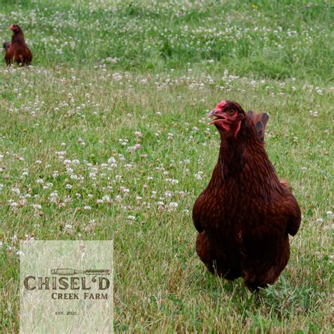 Chiseld Creek Farm Blog