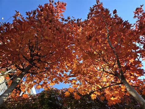 Verde გერმანული სანერგე ბრუნსის Bruns De ექსკლუზიური ხეების კოლექციიდან ნეკერჩხალი