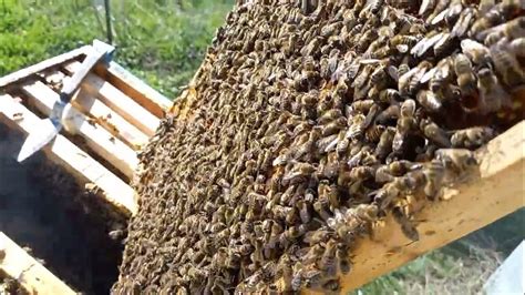 Вземане на проба за опаразитеност на 20 03 2023 след третиране с КАС81 Youtube