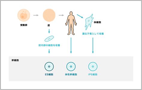 サンバイオの再生医療 サンバイオ －再生医療（細胞治療薬）
