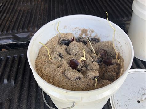 How To Grow Chestnut Trees From Seed