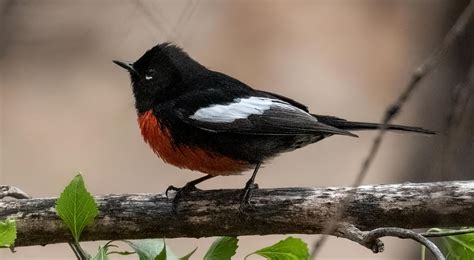 Birding At The Patagonia Sonoita Creek Preserve Visit The Sky
