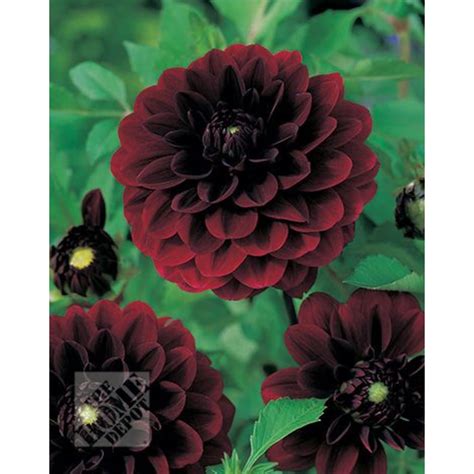 Landscape Basics Dahlia Décoratif Arabian Night Home Depot Canada