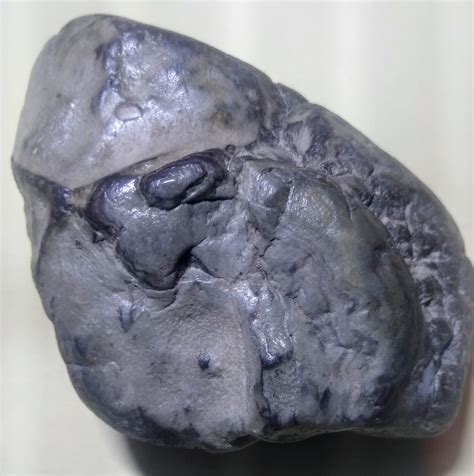 Rock Fossil Id The Fossil Forum