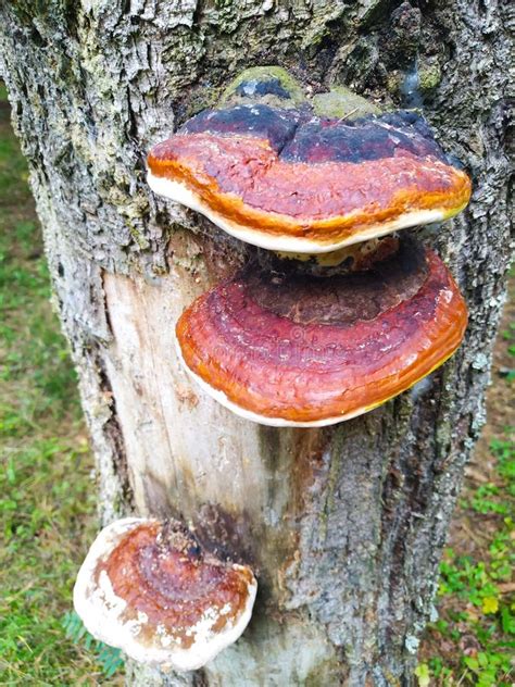 Tree Fungus Three Fungi Growing On The Surface Of A Tree Stock Image Image Of Forest Three
