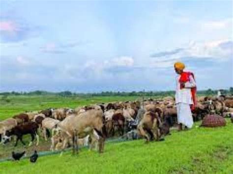Maharashtra Beed Marathi News Dhangar Community Take Aggressive Action