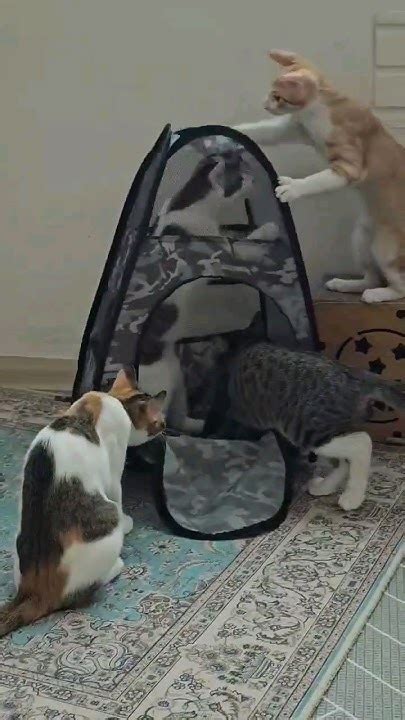 Cat 새끼고양이 호기심 만땅🛸장난꾸러기 아깽이들😅 Youtube