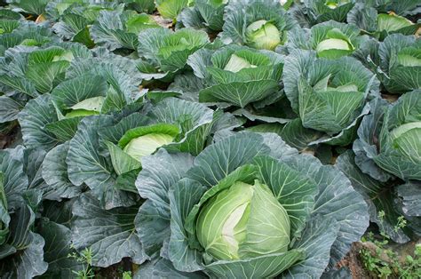 Sustainable Agriculture In Kenya 2025 Update