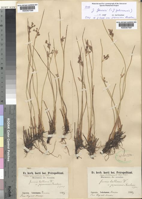 Juncus Balticus Willd Plants Of The World Online Kew Science